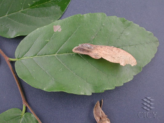 taxón phyllostylon brasiliense capan ex benth hook f