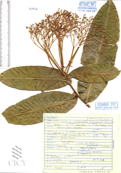 Flora: Península de Yucatán