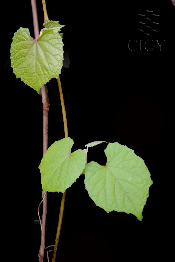 Flora: Península de Yucatán