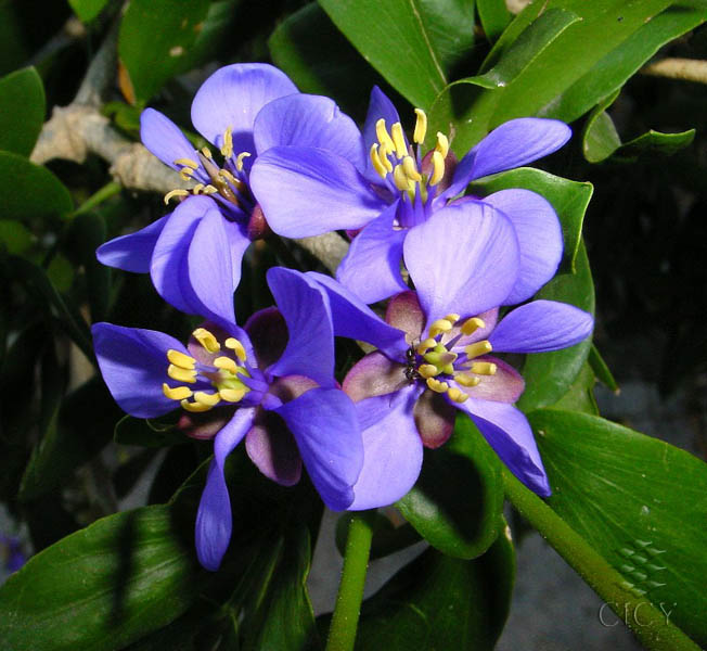 taxón guaiacum sanctum l