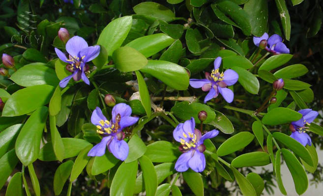 taxón guaiacum sanctum l