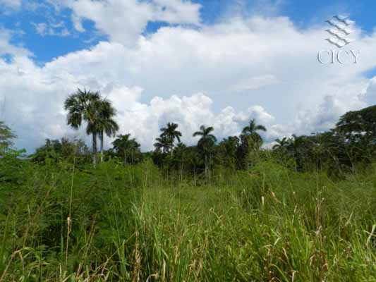 taxón roystonea regia kunth o f cook