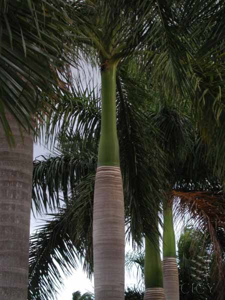 taxón roystonea regia kunth o f cook