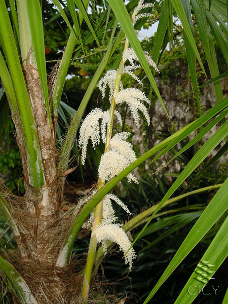 taxón thrinax radiata lodd ex schult schult f