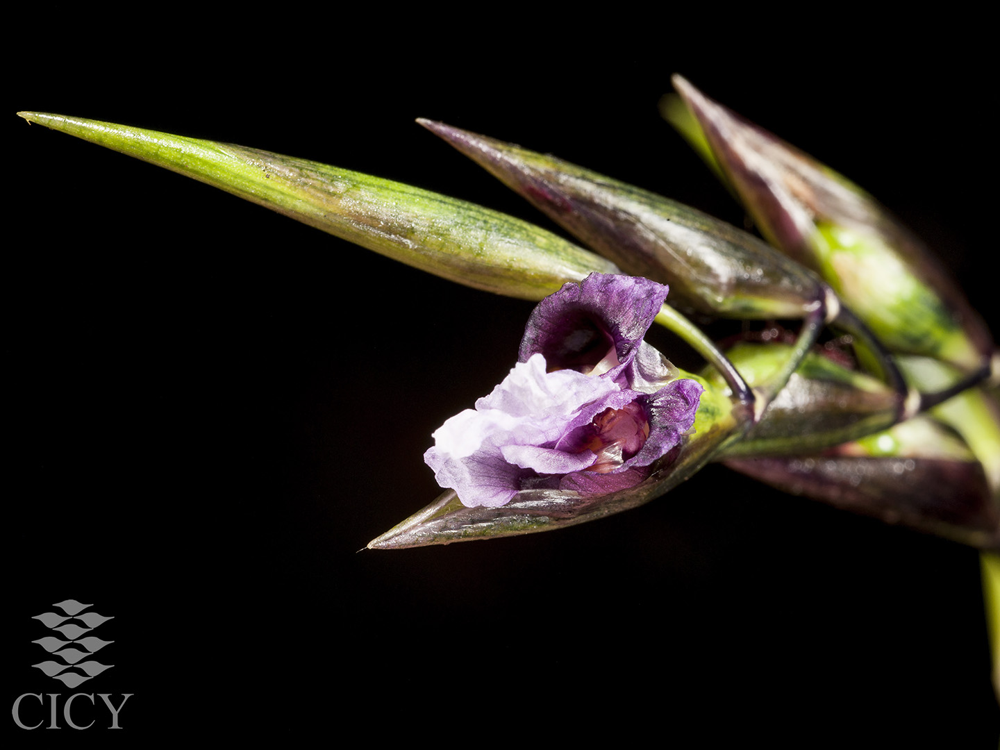Flora: Península de Yucatán