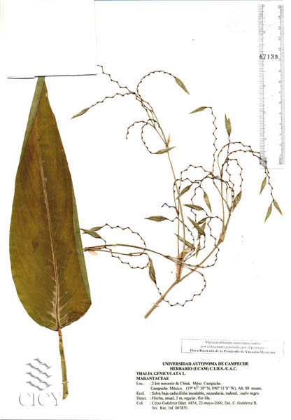 Flora: Península de Yucatán