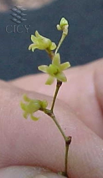 Flora: Península de Yucatán