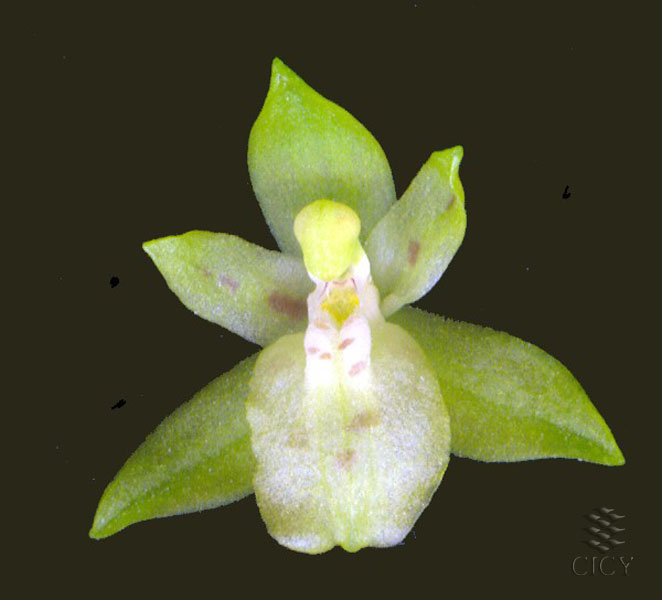 Flora: Península de Yucatán