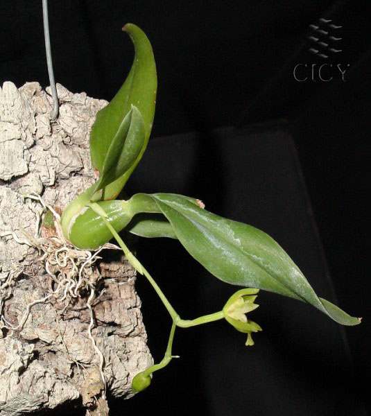 Flora: Península de Yucatán