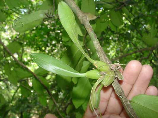 Flora: Península de Yucatán