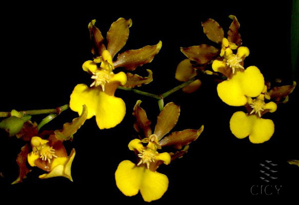 Flora: Península de Yucatán