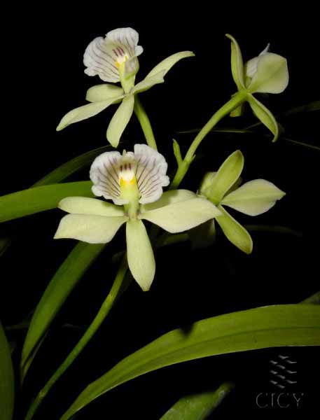 taxón prosthechea radiata lindl w e higgins