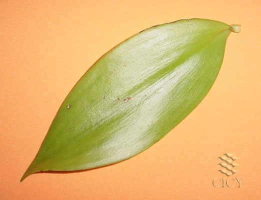 taxón vanilla inodora schiede