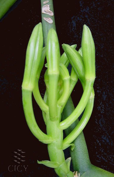 taxón vanilla insignis ames