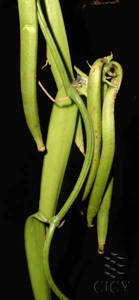 taxón vanilla odorata c presl