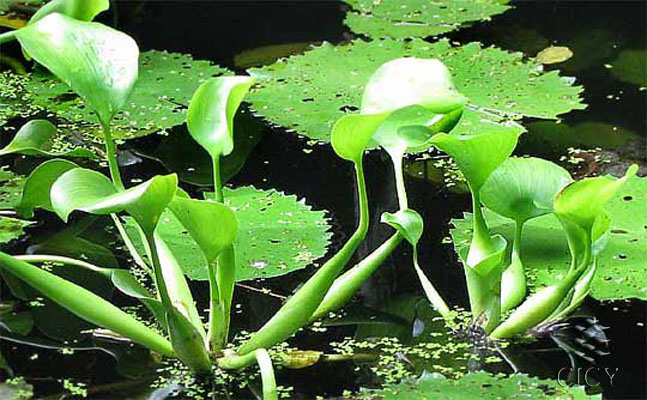 Flora: Península de Yucatán