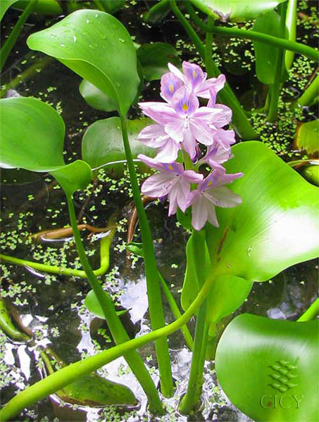 Flora: Península de Yucatán
