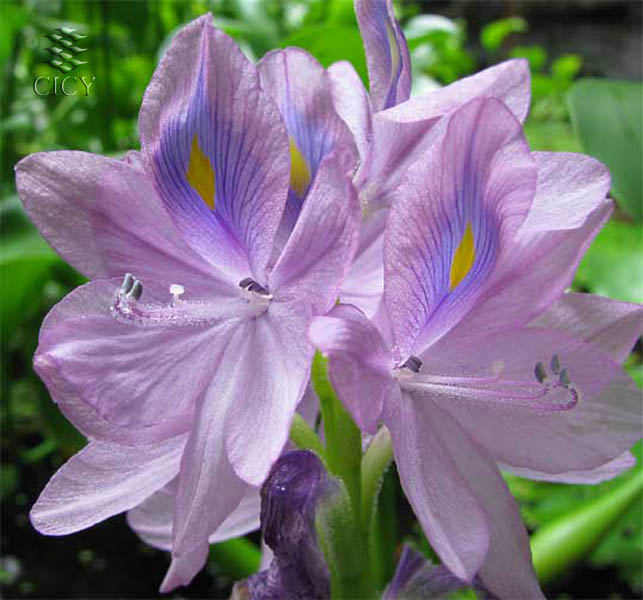 Flora: Península de Yucatán