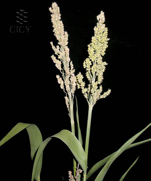 Flora: Península de Yucatán
