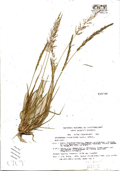 Flora: Península de Yucatán