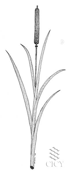 taxón typha domingensis pers
