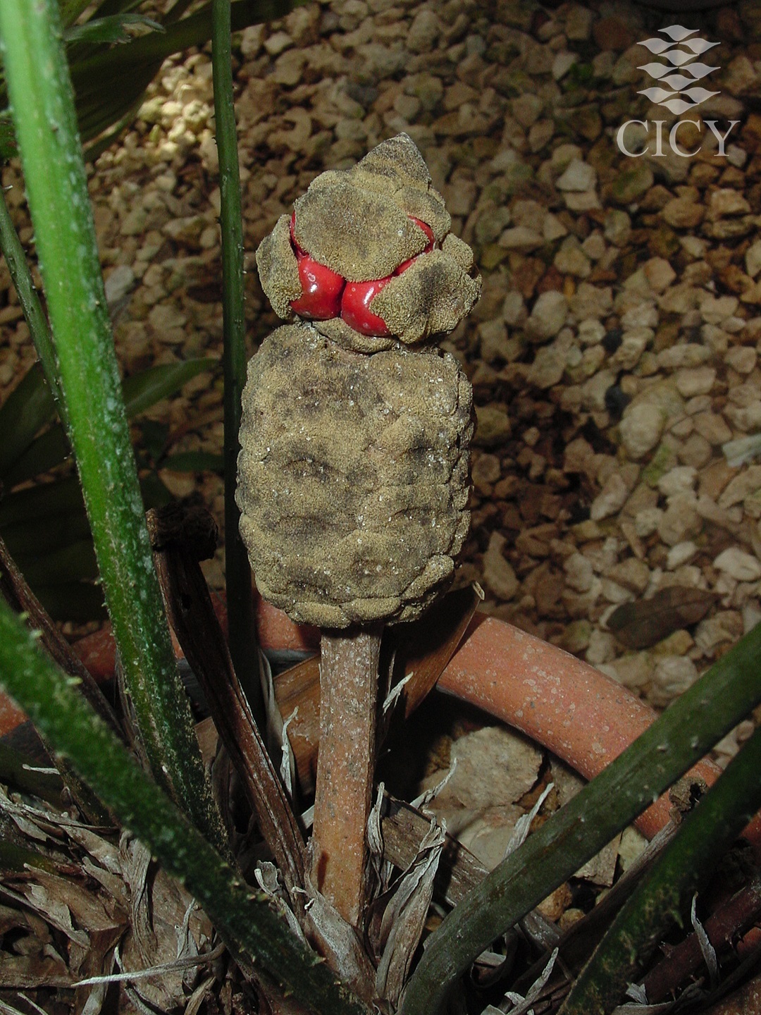 taxón zamia prasina w bull