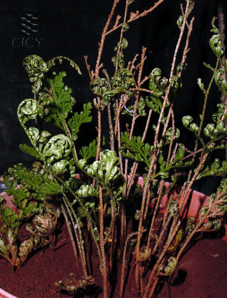 taxón selaginella convoluta arn spring