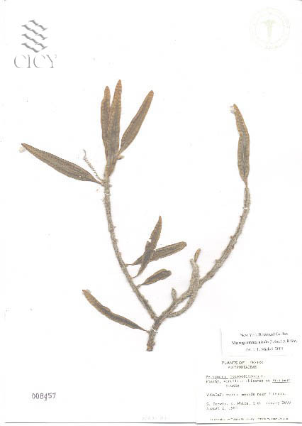 taxón microgramma nitida j sm a r sm