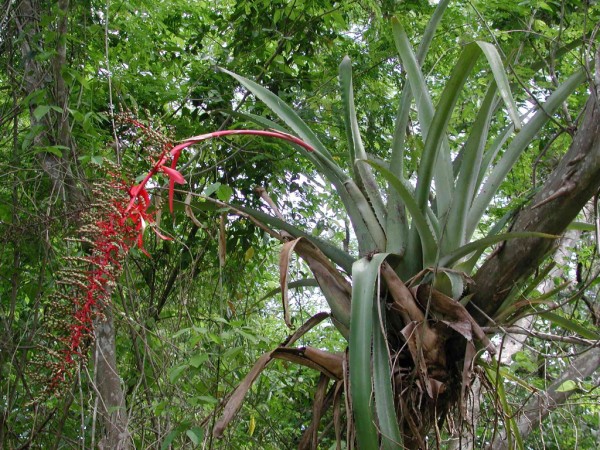 Flora: Península de Yucatán