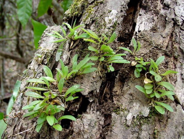 Flora: Península de Yucatán
